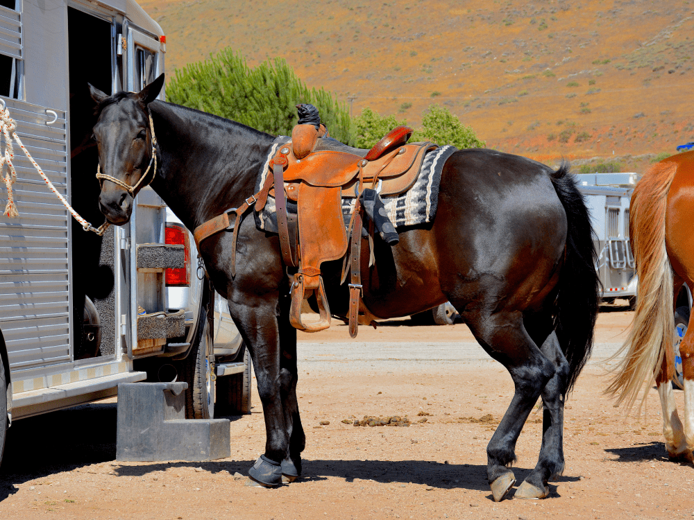 Flexible Horse Float Loans Australia | iCREDIT Finance