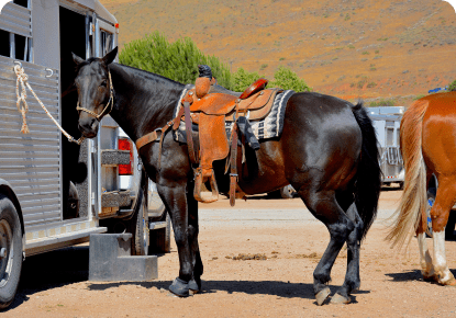 Why Financing Your Horse Float Through iCREDIT Makes Financial Sense